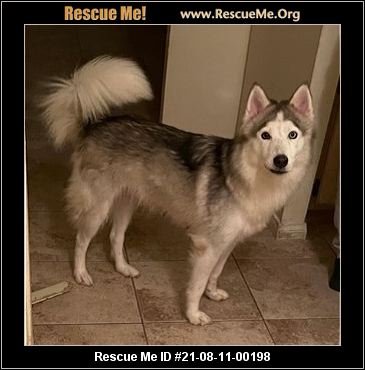 - California Siberian Husky Rescue - ADOPTIONS - Rescue Me!