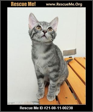 - Missouri Cat Rescue - ADOPTIONS - Rescue Me!
