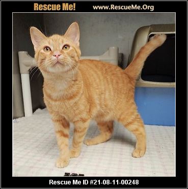 - Missouri Cat Rescue - ADOPTIONS - Rescue Me!