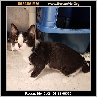 - Missouri Cat Rescue - ADOPTIONS - Rescue Me!