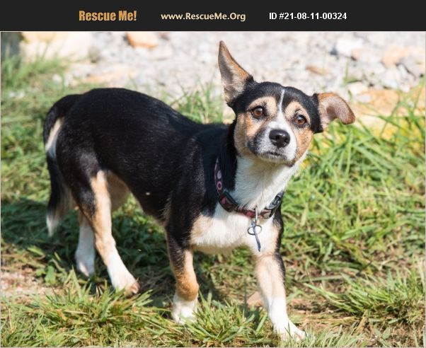 ADOPT 21081100324 ~ Corgi Rescue ~ Marble Falls, TX