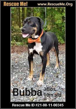 - Virginia Dog Rescue - ADOPTIONS - Rescue Me!