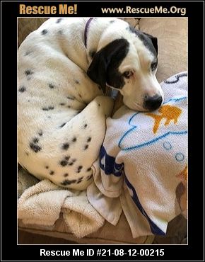 - Tennessee Dog Rescue - ADOPTIONS - Rescue Me!