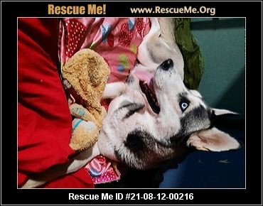 - Nevada Dog Rescue - ADOPTIONS - Rescue Me!