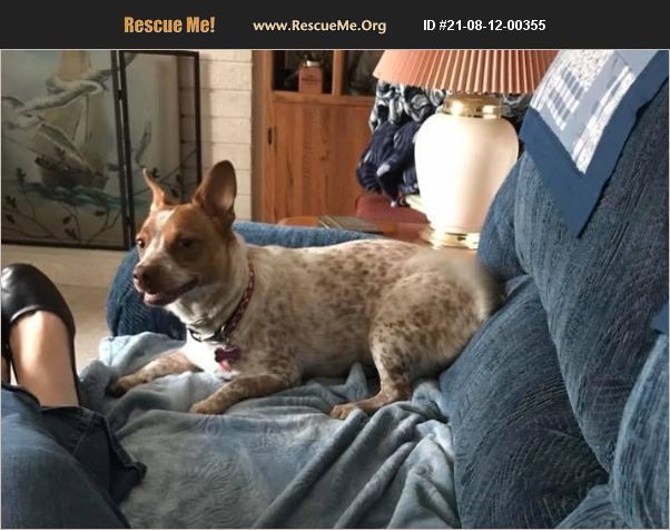 ADOPT 21081200355 ~ Australian Cattle Dog Rescue ~ San Dimas, CA