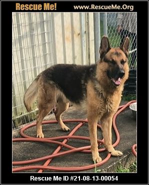 - Texas German Shepherd Rescue - ADOPTIONS - Rescue Me!