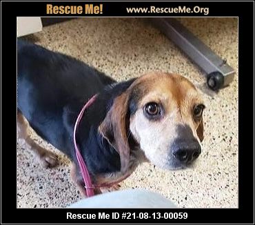 - Minnesota Dog Rescue - ADOPTIONS - Rescue Me!