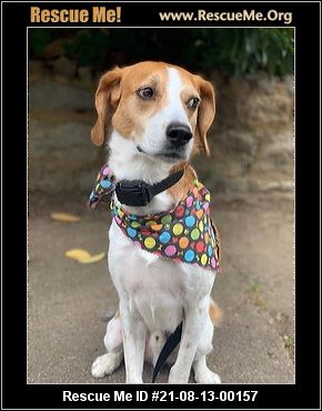 - Virginia Dog Rescue - ADOPTIONS - Rescue Me!