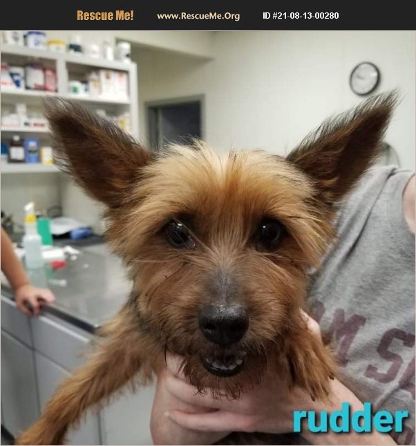 ADOPT 21081300280 ~ Yorkie Rescue ~ Galveston, TX