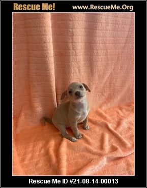 - Minnesota Dog Rescue - ADOPTIONS - Rescue Me!