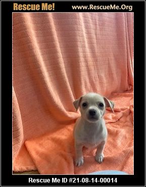 - Minnesota Dog Rescue - ADOPTIONS - Rescue Me!