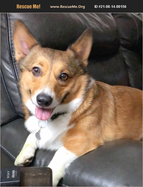 ADOPT 21081400156 ~ Corgi Rescue ~ New Braunfels, TX