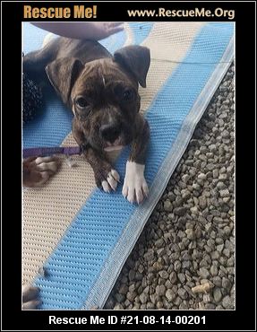 - North Carolina Pit Bull Rescue - ADOPTIONS - Rescue Me!