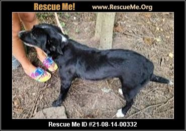- Rhode Island Dog Rescue - ADOPTIONS - Rescue Me!