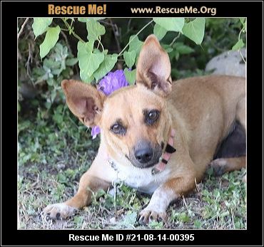 - Texas Corgi Rescue - ADOPTIONS - Rescue Me!