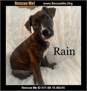 - Delaware Dog Rescue - ADOPTIONS - Rescue Me!