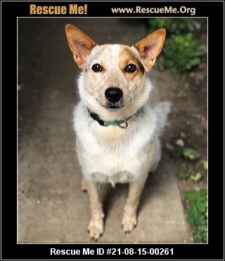 - Wisconsin Dog Rescue - ADOPTIONS - Rescue Me!