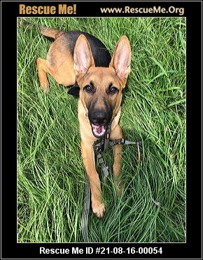 - Texas German Shepherd Rescue - ADOPTIONS - Rescue Me!