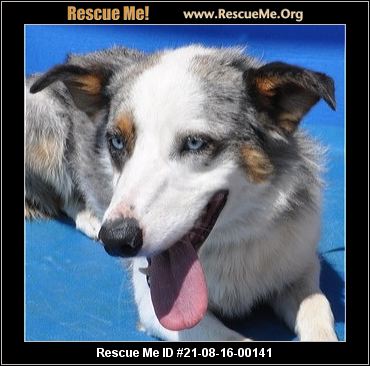 - Colorado Dog Rescue - ADOPTIONS - Rescue Me!