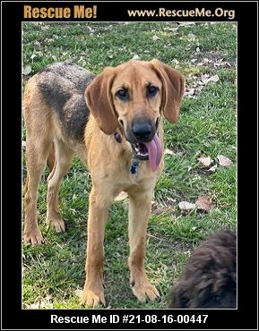 - Texas Bloodhound Rescue - ADOPTIONS - Rescue Me!