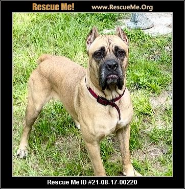 - Florida Mastiff Rescue - ADOPTIONS - Rescue Me!