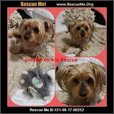 - Texas Yorkie Rescue - ADOPTIONS - Rescue Me!