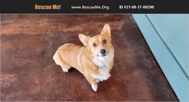 ADOPT 21081700290 ~ Corgi Rescue ~ San Antonio, TX