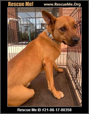 - Oklahoma Dog Rescue - ADOPTIONS - Rescue Me!