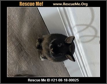 - Florida Rabbit Rescue - ADOPTIONS - Rescue Me!
