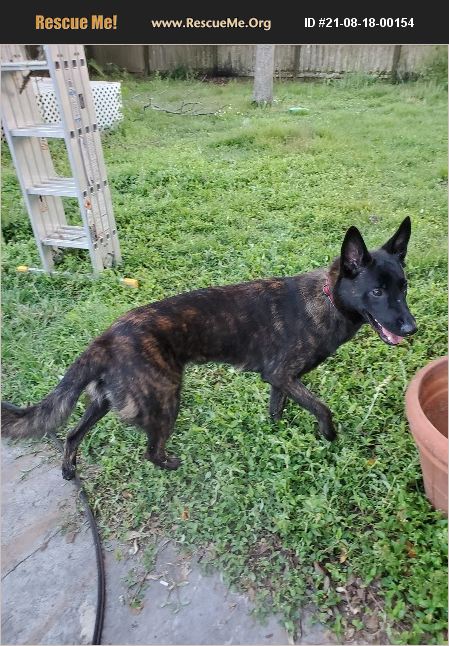 ADOPT 21081800154 ~ Dutch Shepherd Rescue ~ Jacksonville, FL