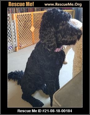 - Arizona Poodle Rescue - ADOPTIONS - Rescue Me!