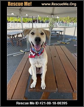 - Virginia Dog Rescue - ADOPTIONS - Rescue Me!