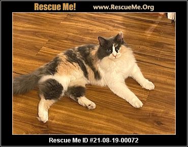 - Maryland Cat Rescue - ADOPTIONS - Rescue Me!