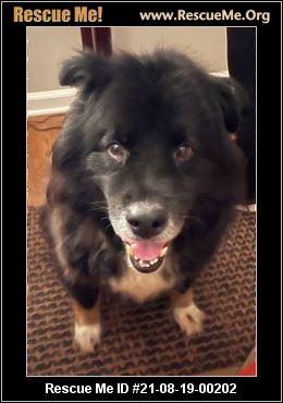 - Georgia Border Collie Rescue - ADOPTIONS - Rescue Me!