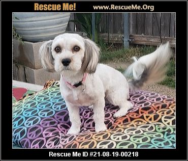 - Texas Schnauzer Rescue - ADOPTIONS - Rescue Me!