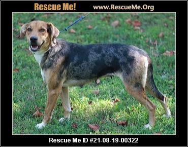 - Tennessee Mutt Rescue - ADOPTIONS - Rescue Me!