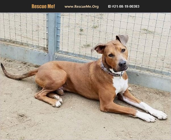 ADOPT 21081900383 ~ Rhodesian Ridgeback Rescue ~ Van Nuys, CA