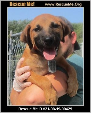 - Iowa Dog Rescue - ADOPTIONS - Rescue Me!