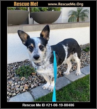 - Arizona Corgi Rescue - ADOPTIONS - Rescue Me!