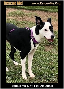 - Florida Border Collie Rescue - ADOPTIONS - Rescue Me!