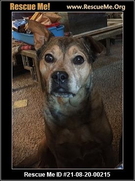 - New Mexico Dog Rescue - ADOPTIONS - Rescue Me!