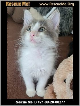 - Arizona Cat Rescue - ADOPTIONS - Rescue Me!