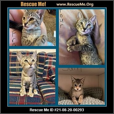 - Arizona Cat Rescue - ADOPTIONS - Rescue Me!