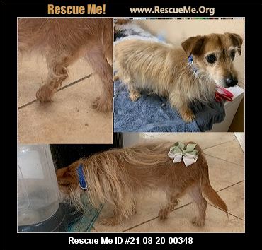 - New Mexico Dog Rescue - ADOPTIONS - Rescue Me!
