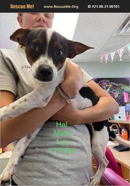 ADOPT 21082100101 ~ Jack Russell Rescue ~ Virginia Beach, VA