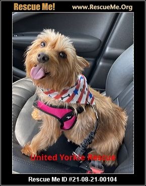 - Texas Yorkie Rescue - ADOPTIONS - Rescue Me!