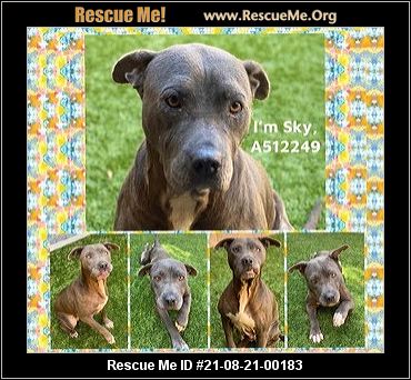 - California Pit Bull Rescue - ADOPTIONS - Rescue Me!