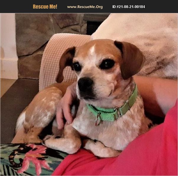 ADOPT 21082100184 ~ Beagle Rescue ~ Sparta, NJ