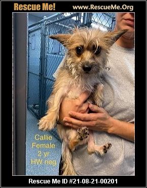 - Virginia Yorkie Rescue - ADOPTIONS - Rescue Me!
