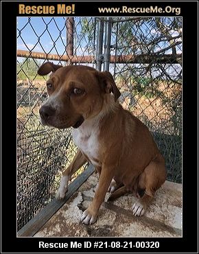 - New Mexico Dog Rescue - ADOPTIONS - Rescue Me!